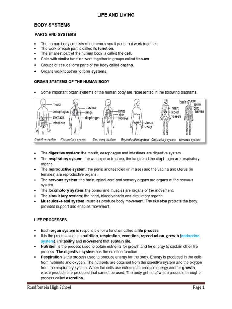Body Systems | PDF | Human Body | Human Anatomy