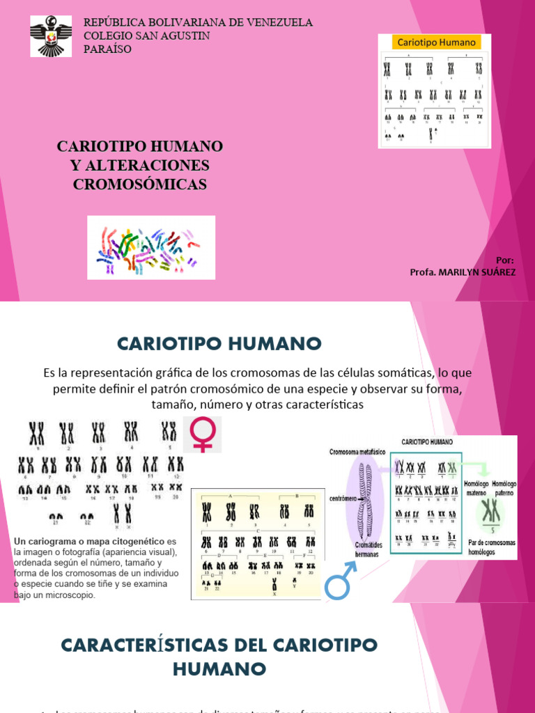 Cariotipo Humano Presentación | PDF | Cariotipo | Cromosoma