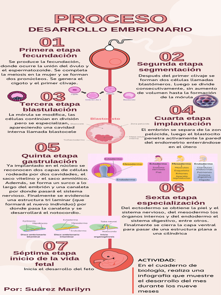 Infografía Desarrollo Embrionario | PDF | Embrión | Interacciones biológicas
