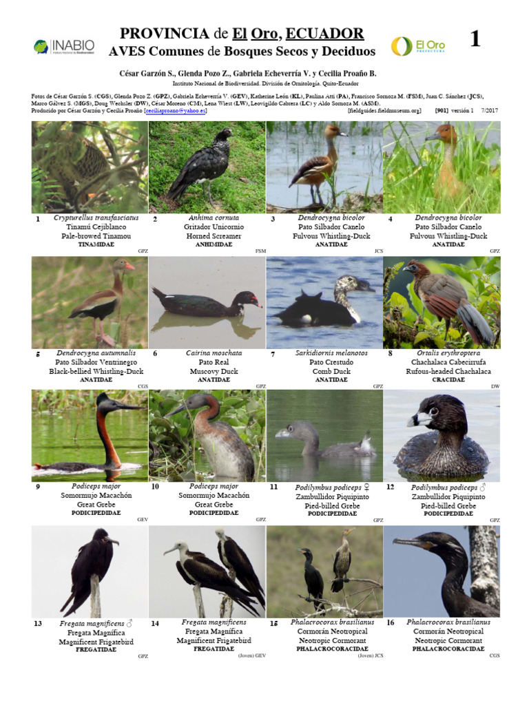 901 Ecuador Aves de Bosques Secos y Deciduos | PDF | Aves de américa ...
