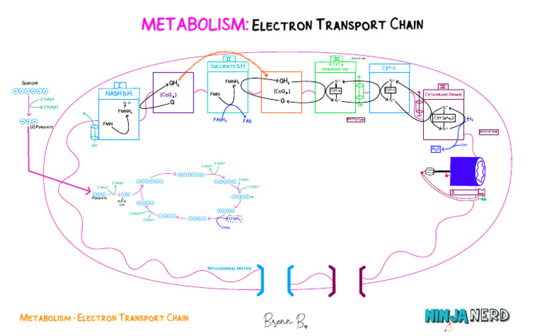 Electron Transport Chain - DETAILED Part 2 Atf | PDF | Electron Transport Chain | Cytochrome C