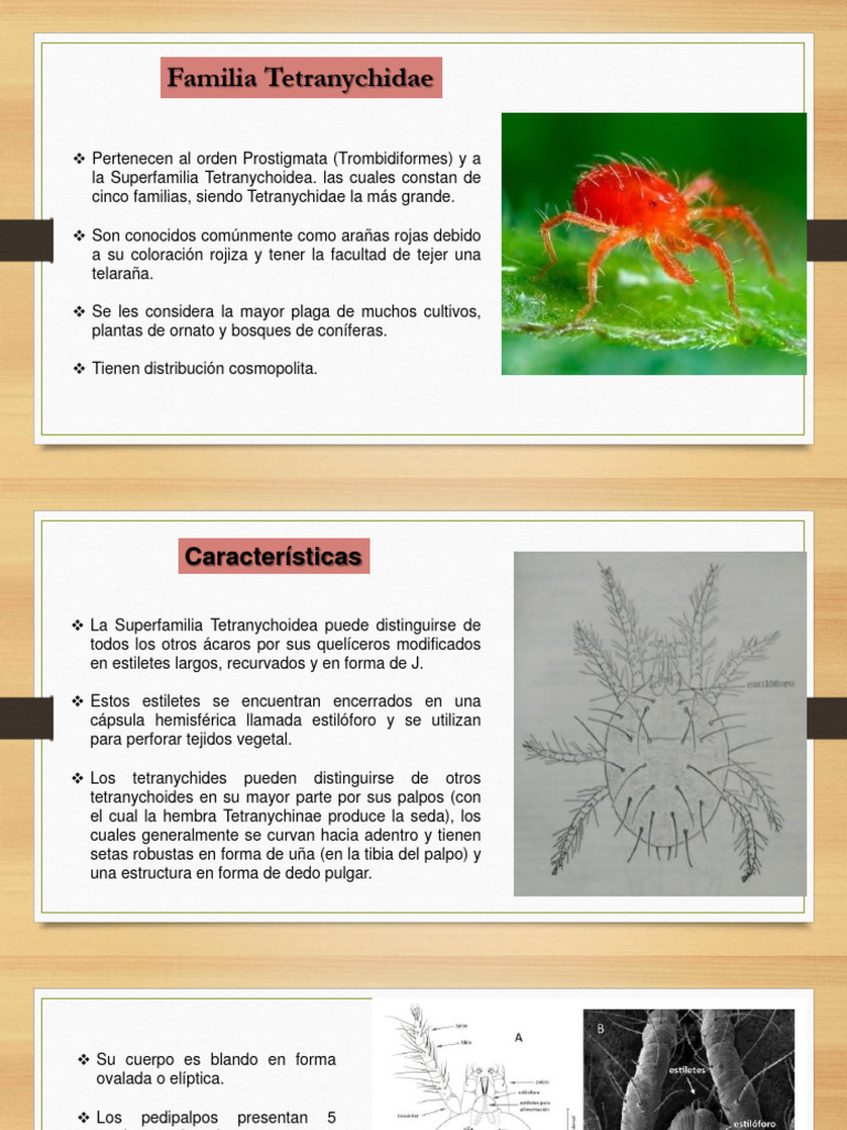 Familia Tetranychidae | PDF | Plantas