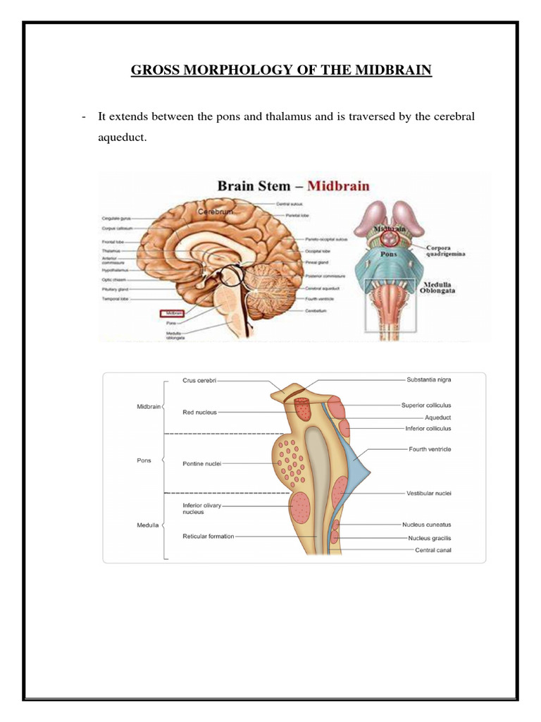 Midbrain Handout New | PDF | Brainstem | Brain