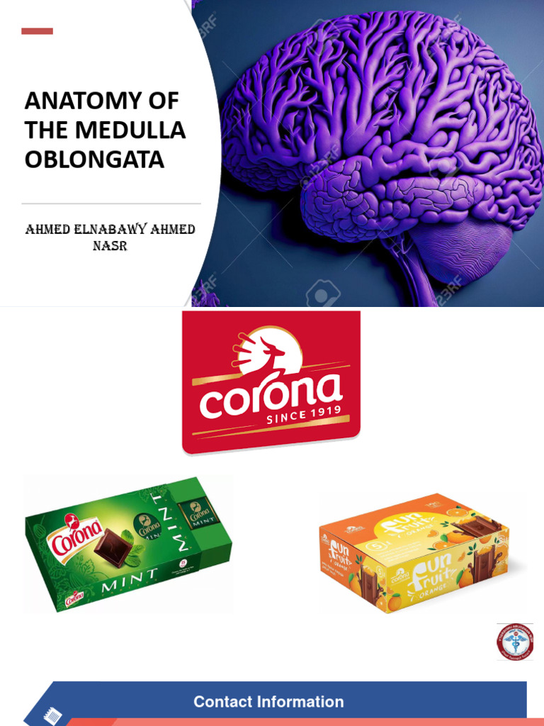 Anatomy of The Medulla | PDF | Brainstem | Neuroscience