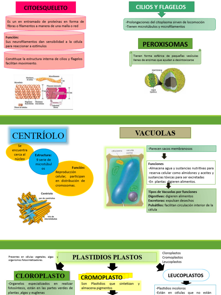 CELULA VEGETAL Y ANImAL Y SUS ORGANELOS Parte 2 | PDF | Cloroplasto ...