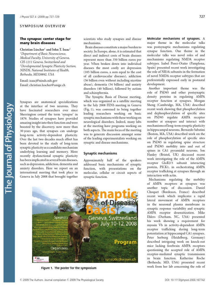 The Synapse Center Stage For | PDF | Synapse | Synaptic Plasticity