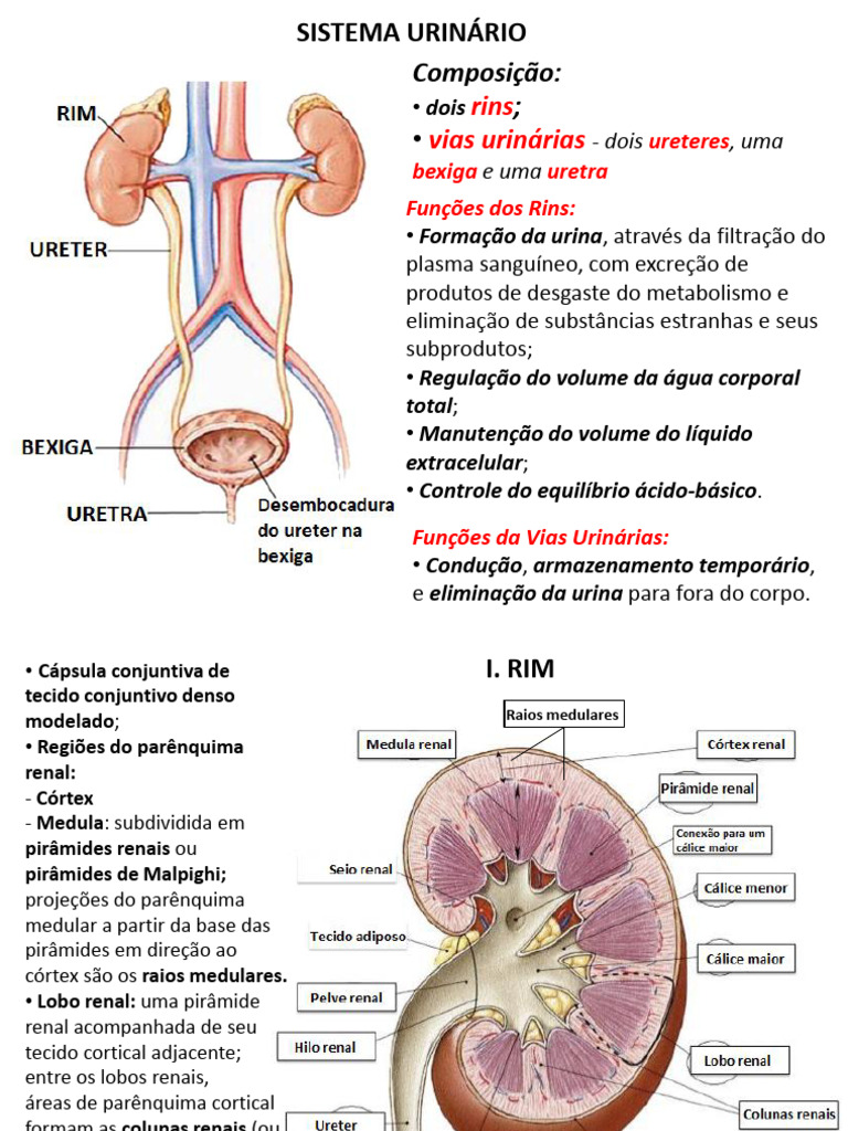 SLIDE - Sistema UrinÃ¡Rio I - Rim | PDF | Rim | Biologia Celular