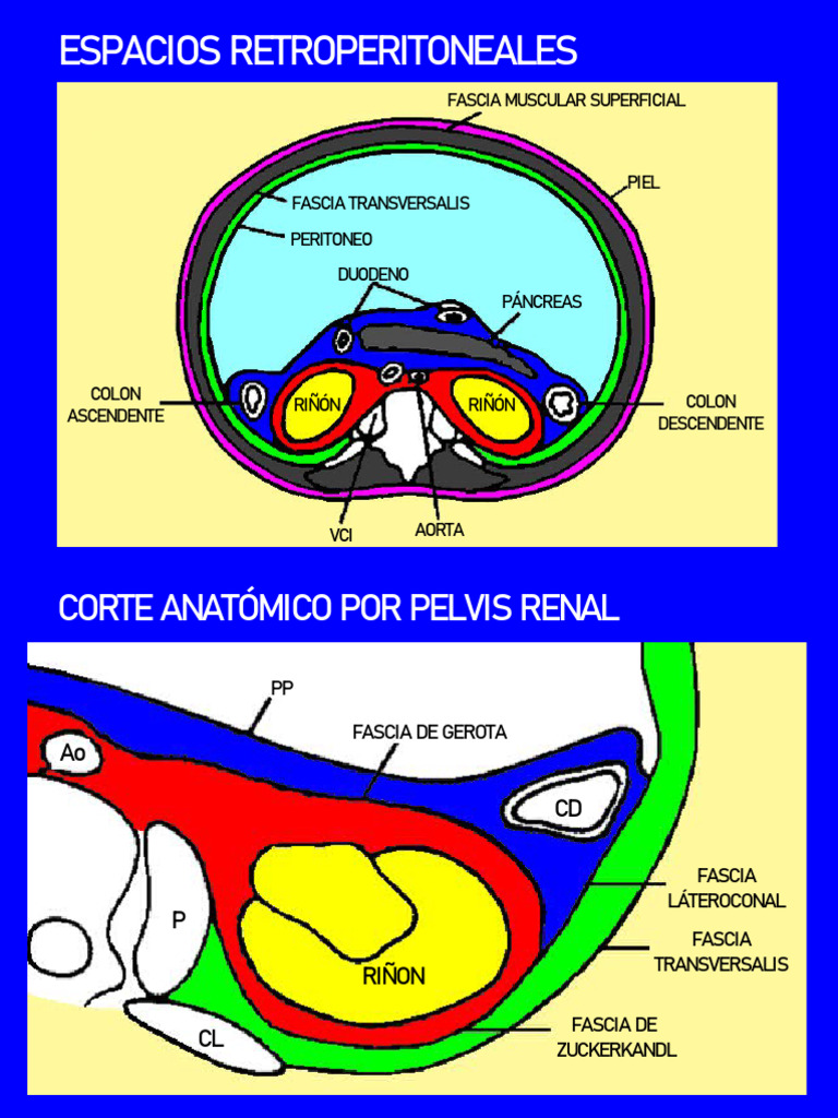 10 RETROPERITONEO y APARATO URINARIO | PDF | Riñón | Angiografía