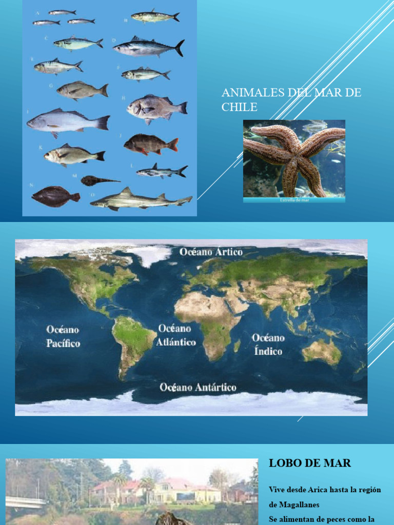 Fauna Marina de Chile: Especies Clave | PDF
