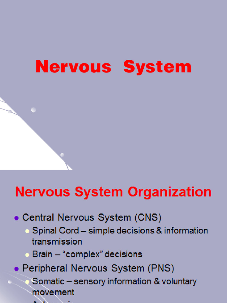 10 CNS | PDF | Cerebrum | Brain