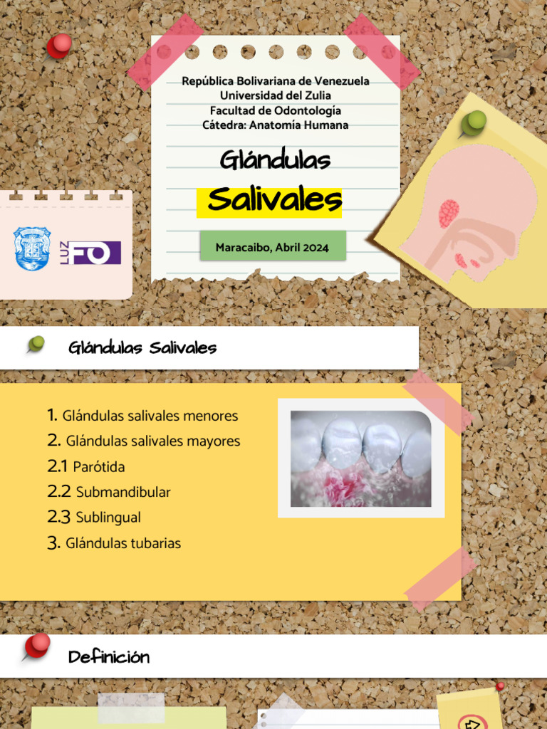 Glándulas Salivales: Anatomía y Funciones | PDF | Saliva | Órgano ...