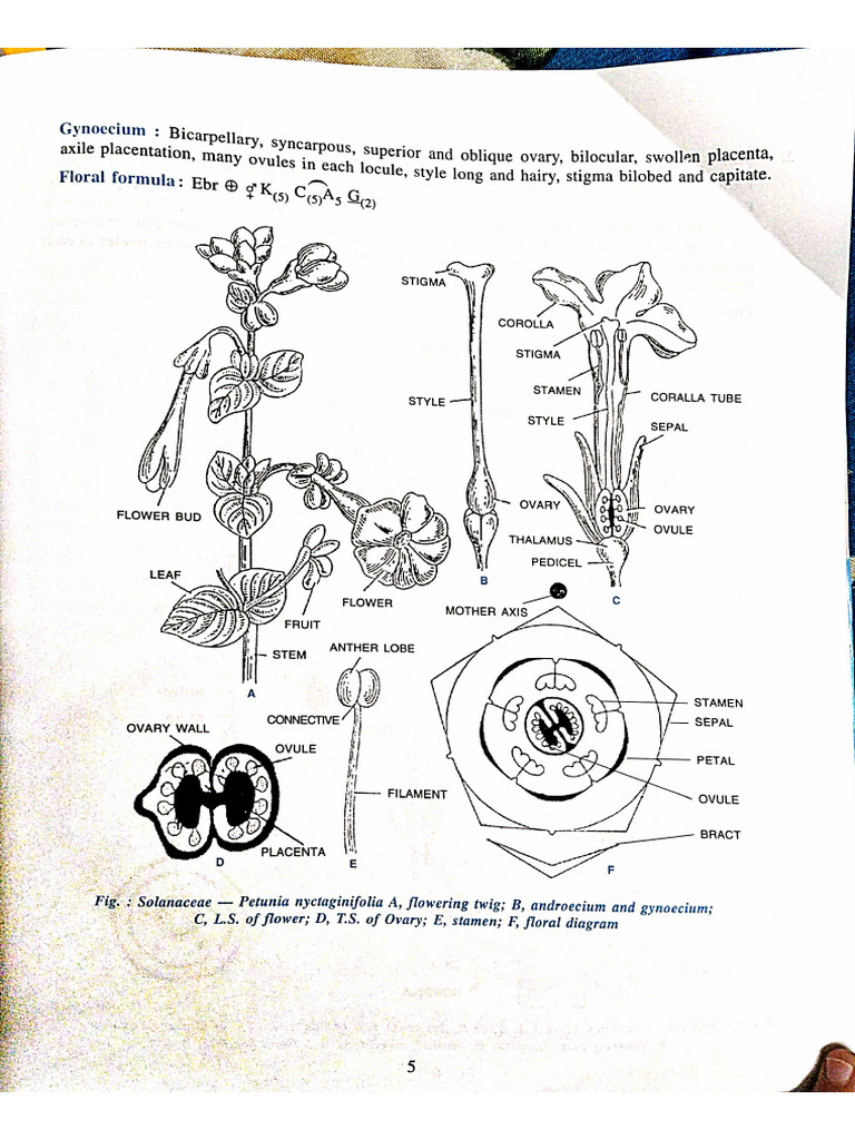 Bio Diagrams | PDF
