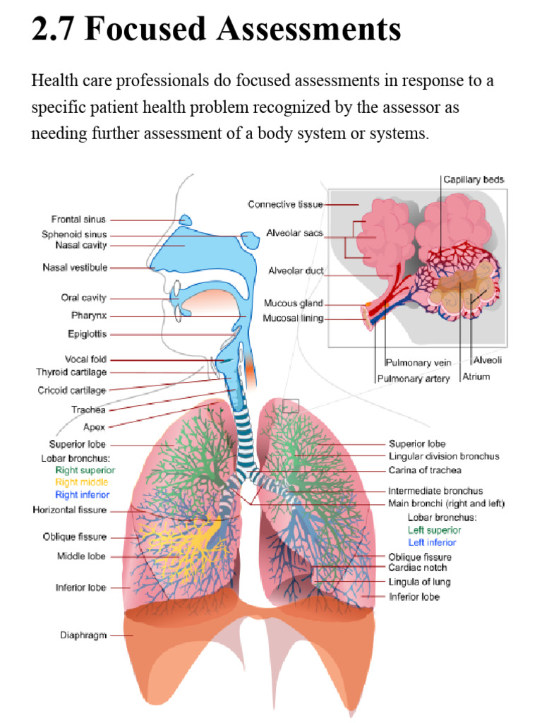 2.7 Focused Assessments - Clinical Procedures For Safer Patient Care ...