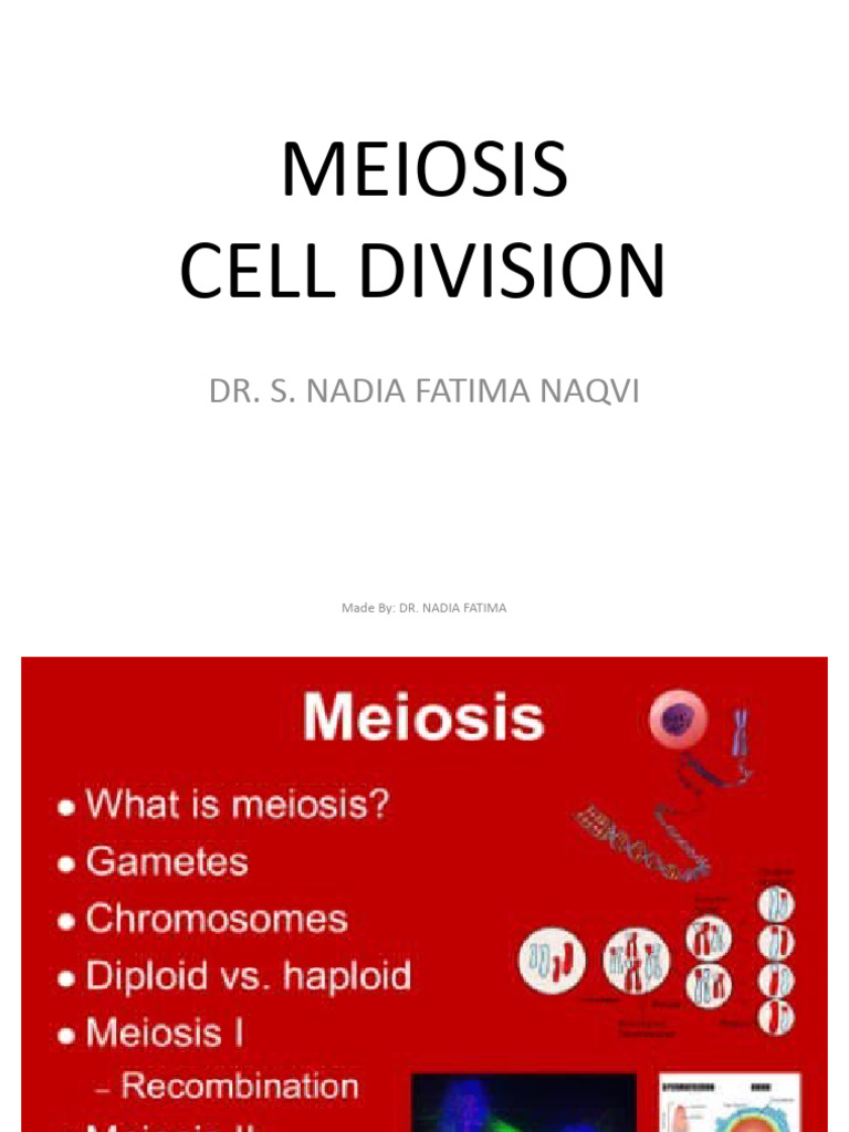 Meiosis Cell Division Guide | PDF