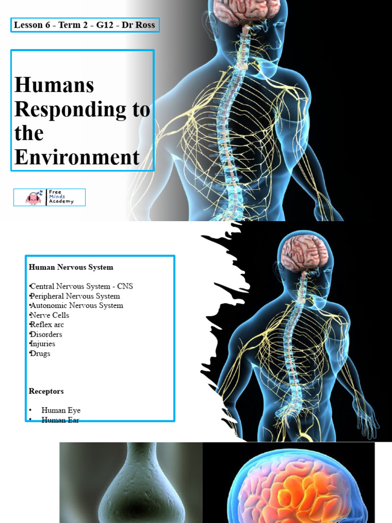 Lesson 6 - Responding To The Environment - G12 - DR Ross | PDF | Neuron ...