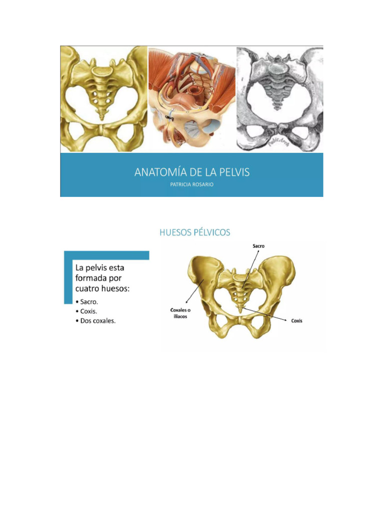 Anatomia Pelvis Femenina Pdf