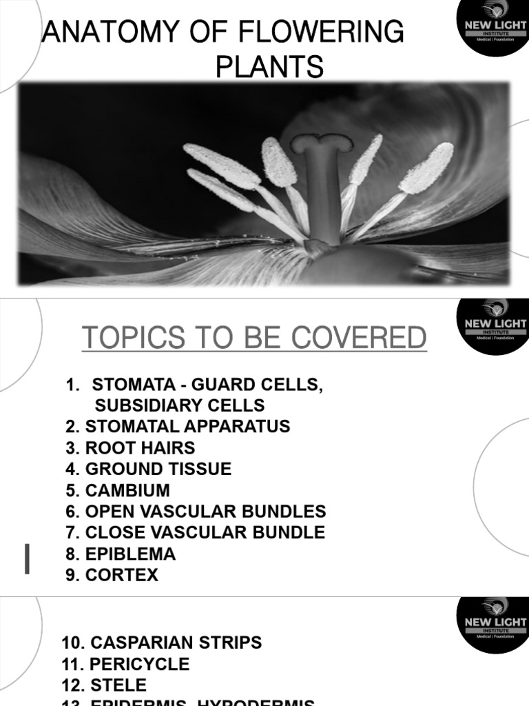 Anatomy of Flowering Plants-Invert | PDF | Plant Stem | Tissue (Biology)