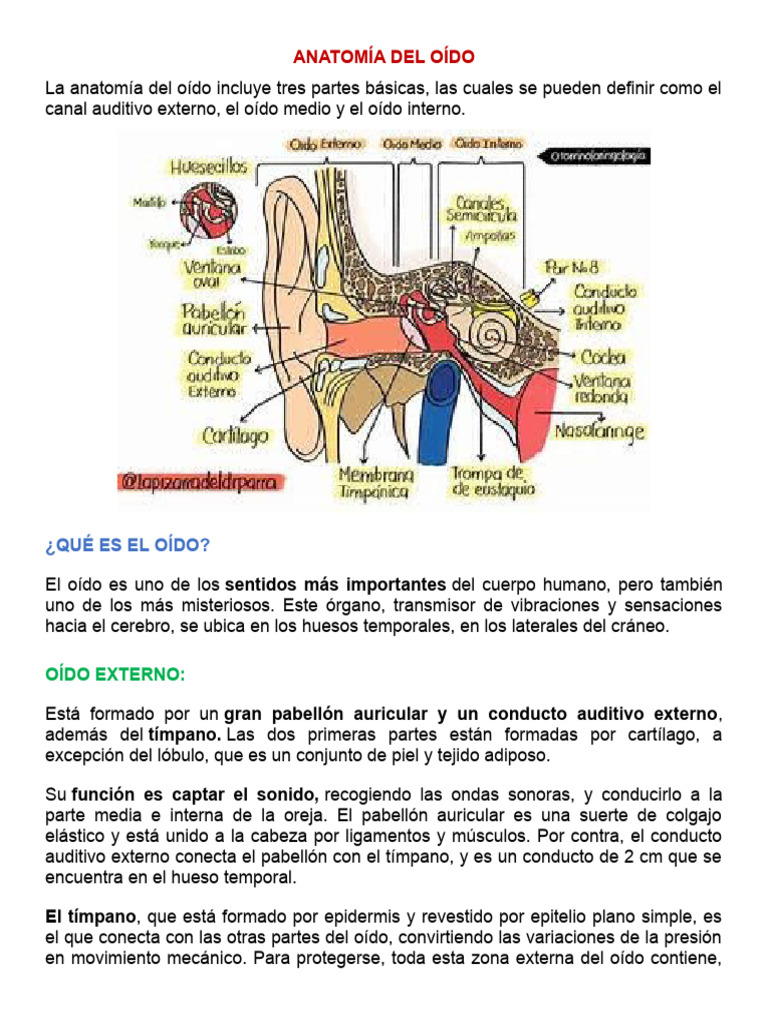 Anatomía del Oído: Estructuras y Funciones | PDF | Oído | Escuchando