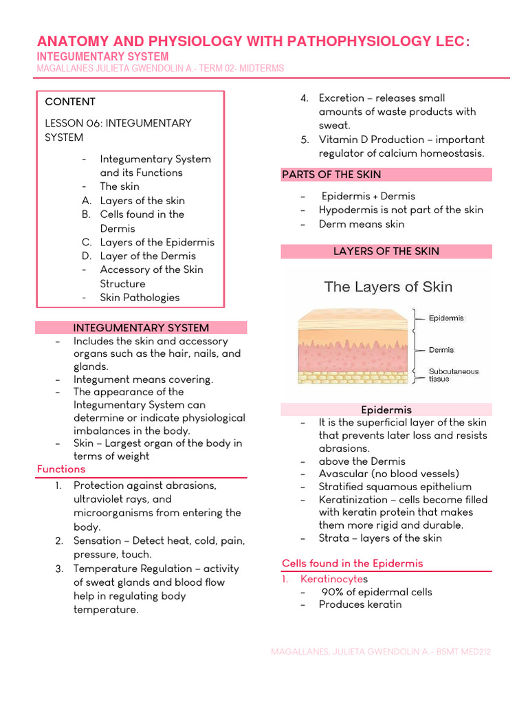Integumentary System | PDF | Integumentary System | Skin