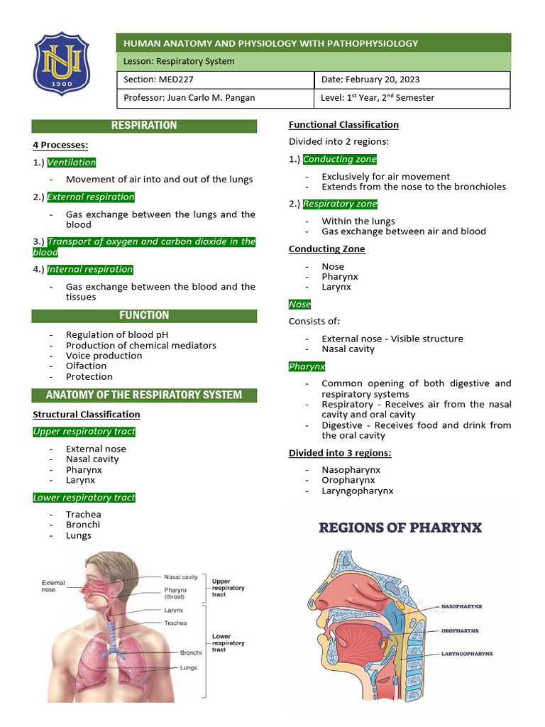Lesson 13 - Respiratory System | PDF | Respiratory Tract | Lung