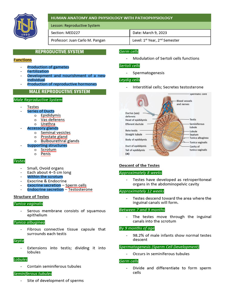 Lesson 17 - Reproductive System | PDF | Testicle | Human Body