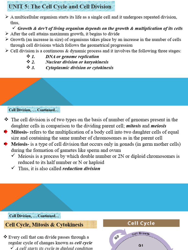 Cell Biology Tuorial II | PDF | Meiosis | Mitosis