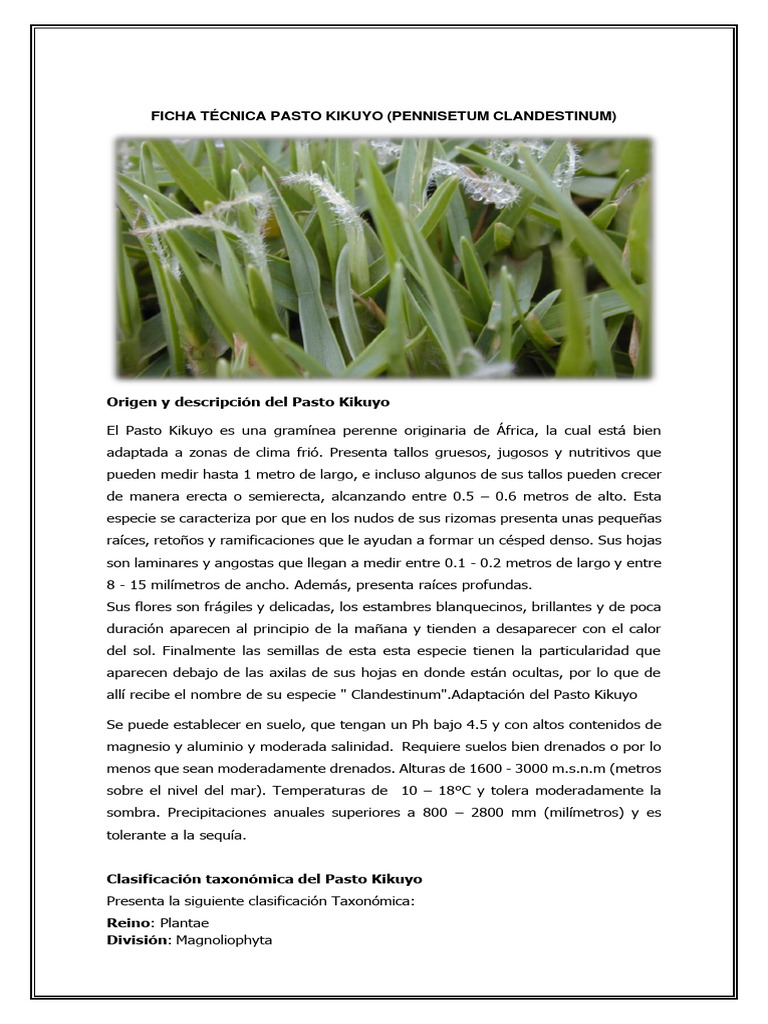 Ficha Técnica Del Pasto Kikuyo (Pennisetum Clandestinum) | PDF | Pasto | Fertilizante