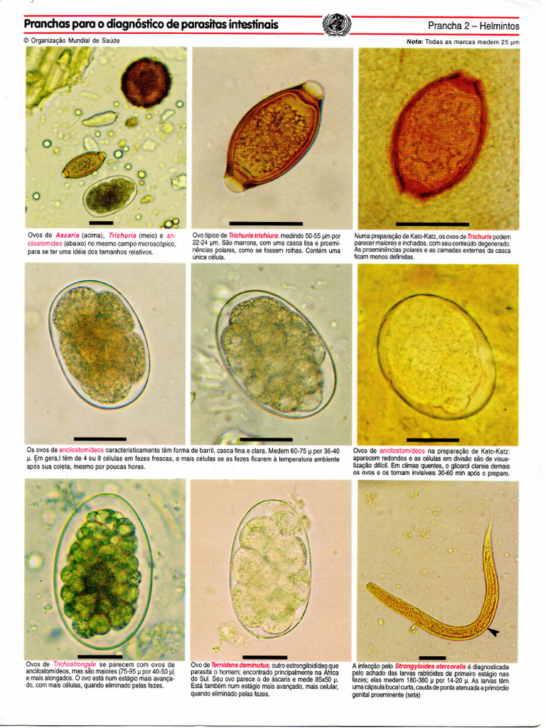 Prancha Helmintos 2 | PDF