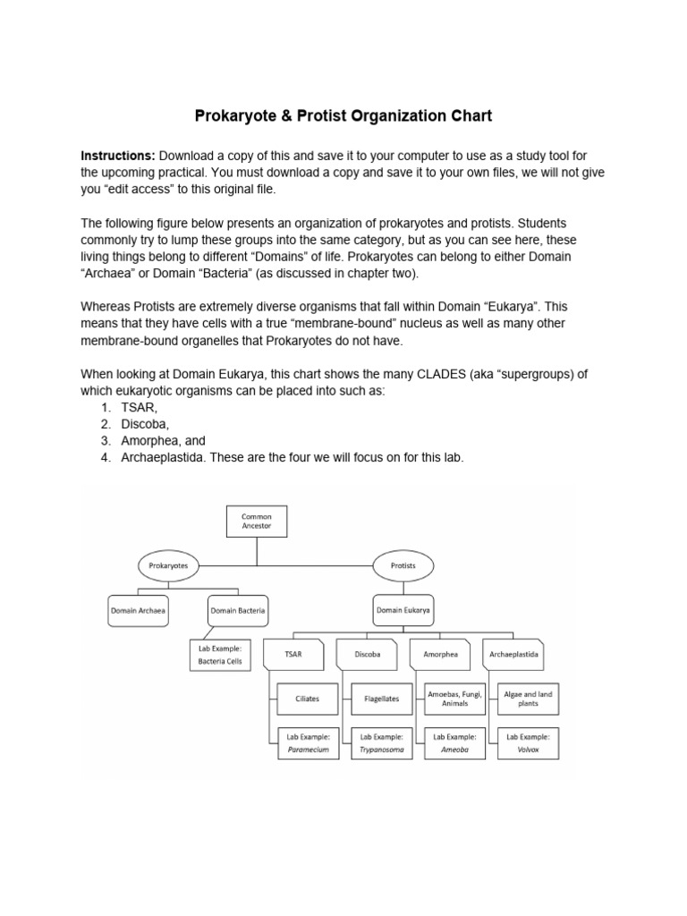 Prokaryote & Protist Organization Chart | PDF