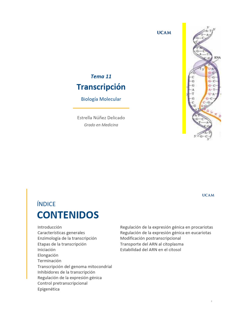 Tema 11 Transcripción | PDF | Regulación de la expresión génica | Rna