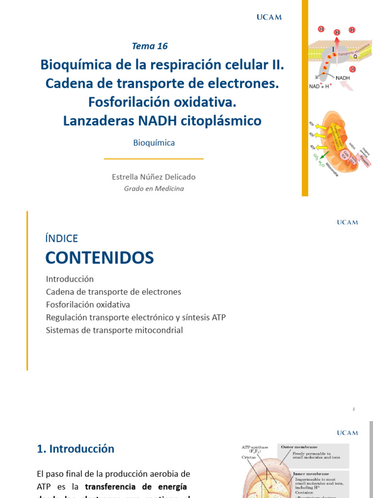 Tema 16 Cadena de Transporte de Electrones. Fosforilación Oxidativa | PDF | Trifosfato de ...