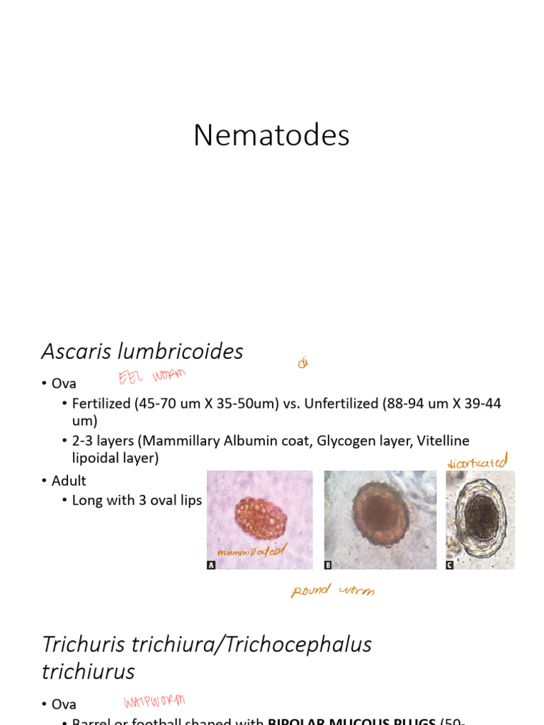 Nematodes Lab | PDF | Nematode | Parasitology