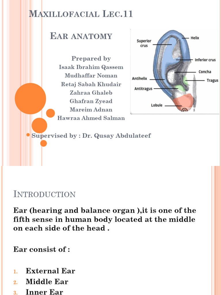 Ear Antomy | Download Free PDF | Ear | Human Leg