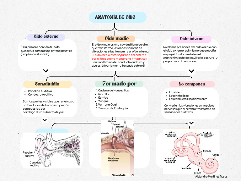 Anatomía del Oído: Funciones y Estructura | PDF