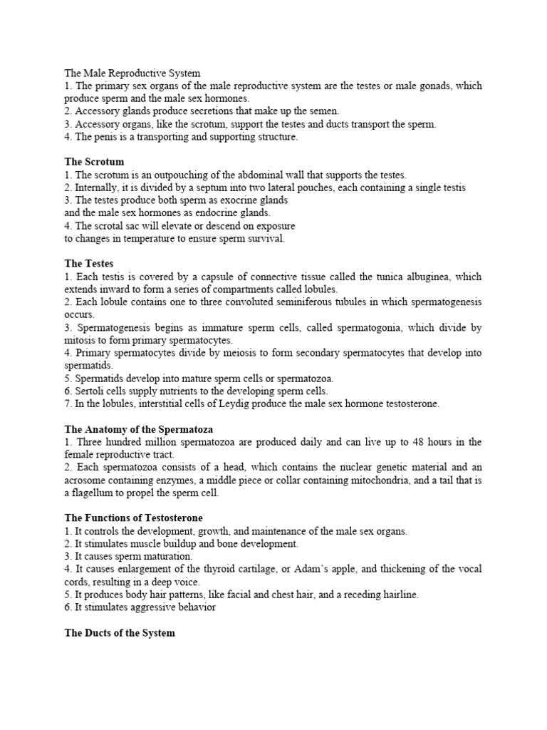 The Male Reproductive System | PDF | Menstrual Cycle | Ovary