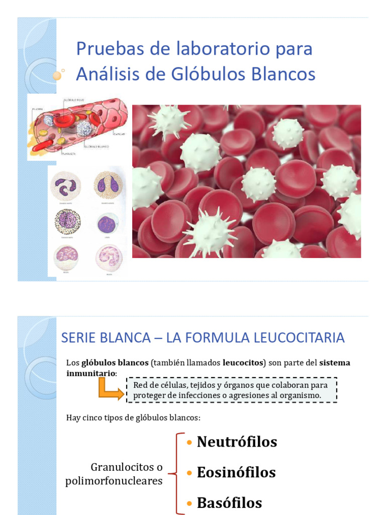 Globulos Blancos y VSG | PDF | Leucocito | Especialidades Medicas