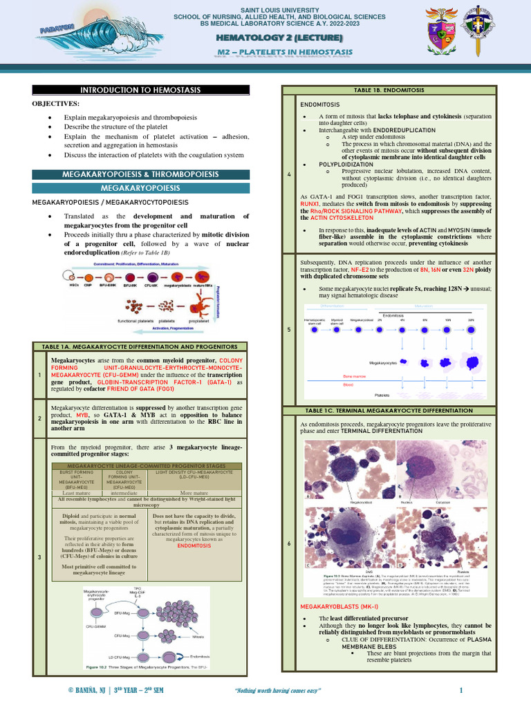 Endomitosis in Megakaryocyte Development | PDF | Mitosis | Platelet