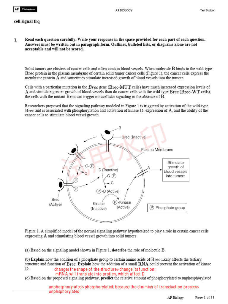 AP Biology Cell Signaling FRQ Guide | PDF | Kinase | Cell Signaling