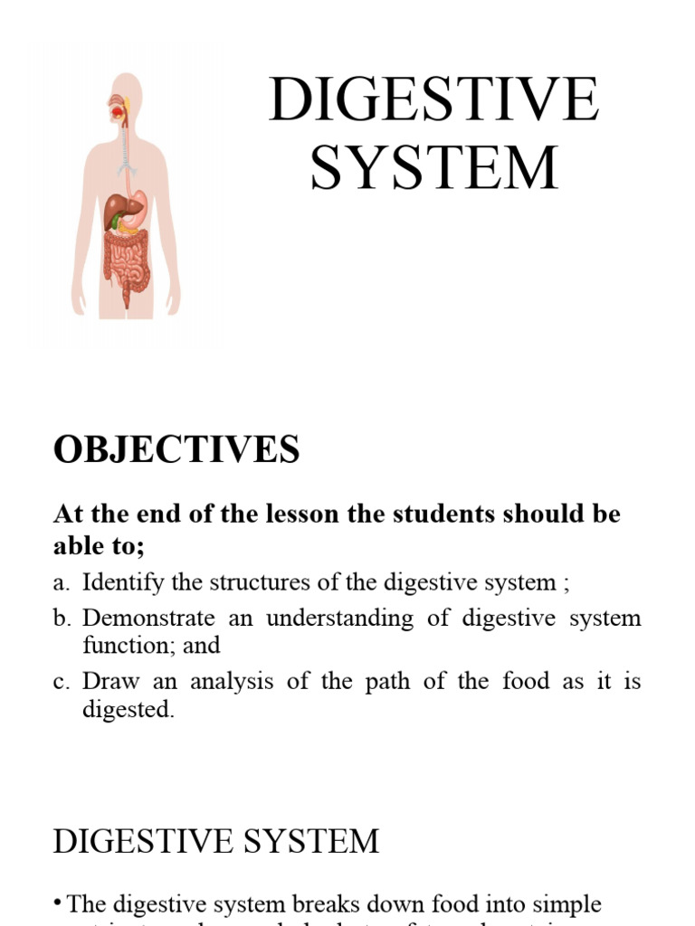 Digestive System | PDF | Digestion | Human Digestive System