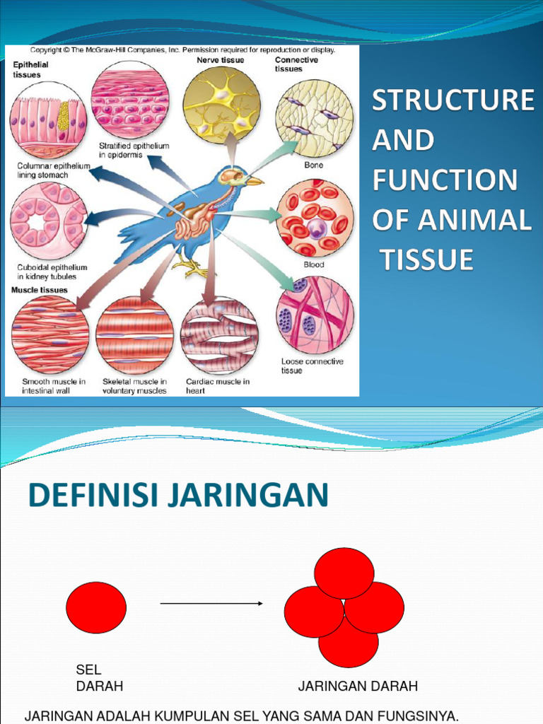 Structure and Function of Animal Tissue | PDF | Epithelium | Connective ...