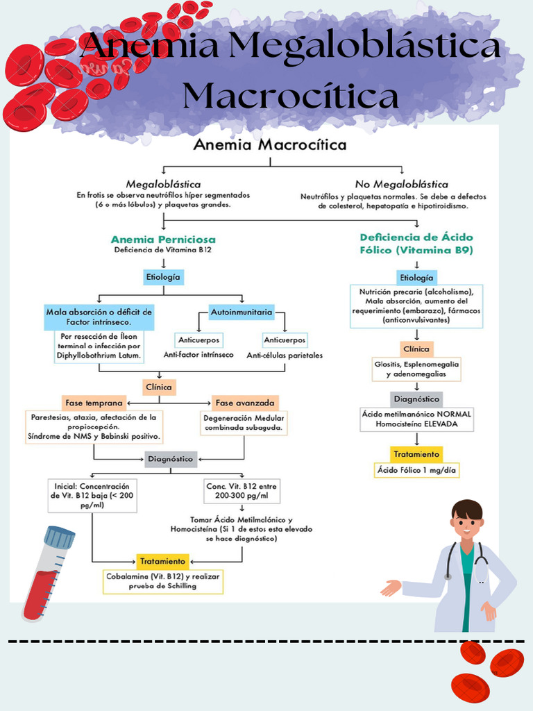 Anemia Megaloblastica | PDF | Glóbulo rojo | Especialidades Medicas
