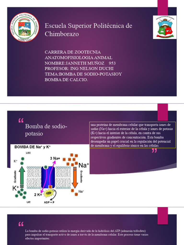 Bombas Iónicas en Fisiología Animal | PDF | Calcio | Citosol