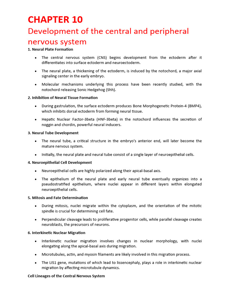 Chapter 10 Transes | PDF | Spinal Cord | Cerebellum