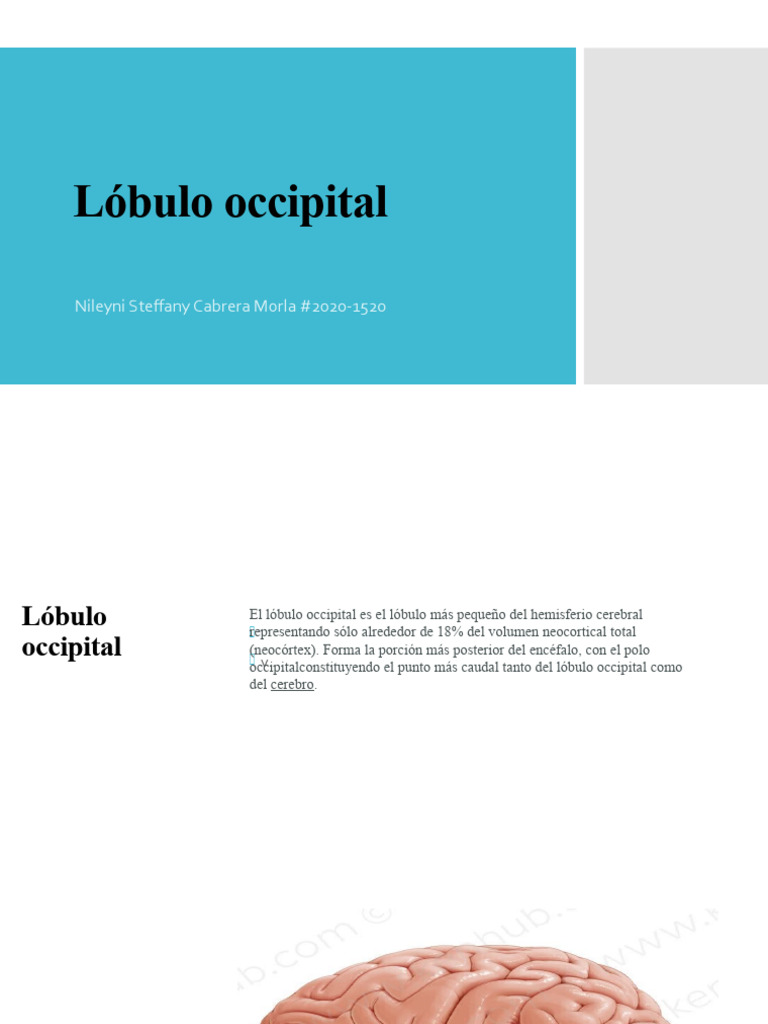 Areas de Brodman Del Occipital Capitulo 8 Snell | Descargar gratis PDF | Lóbulo occipital ...