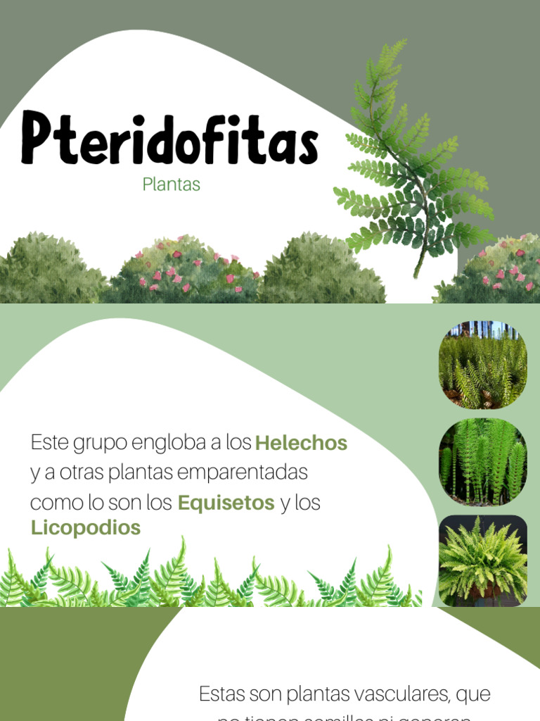 Clasificación y Evolución de Pteridofitas | PDF