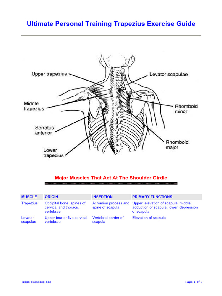 Traps Exercises | PDF | Human Anatomy | Anatomy