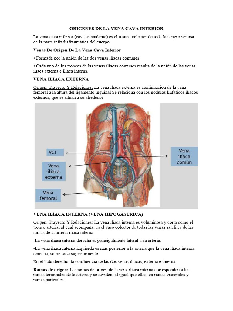 Orígenes y Estructura de la Vena Cava Inferior | PDF | Vena | Vagina