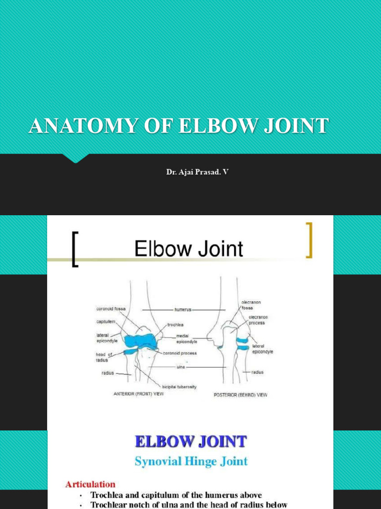 Elbow Joint Anatomy and Anterior View | PDF