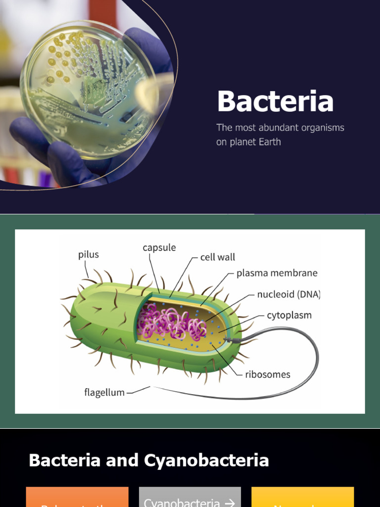 Bacteria | PDF | Bacteria | Infection