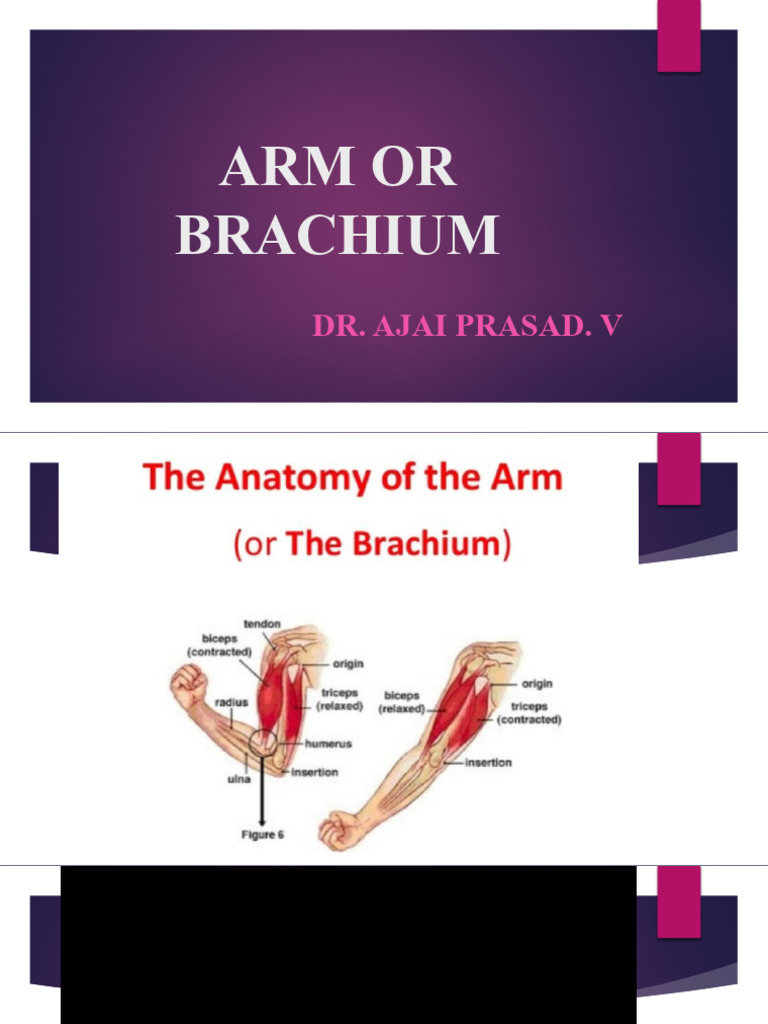 Brachium (Arm) | PDF